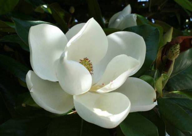 المانوليا زهرة بيضاء جميلة بفوائد صحية كثيرة | Addiyar Carlos Charles